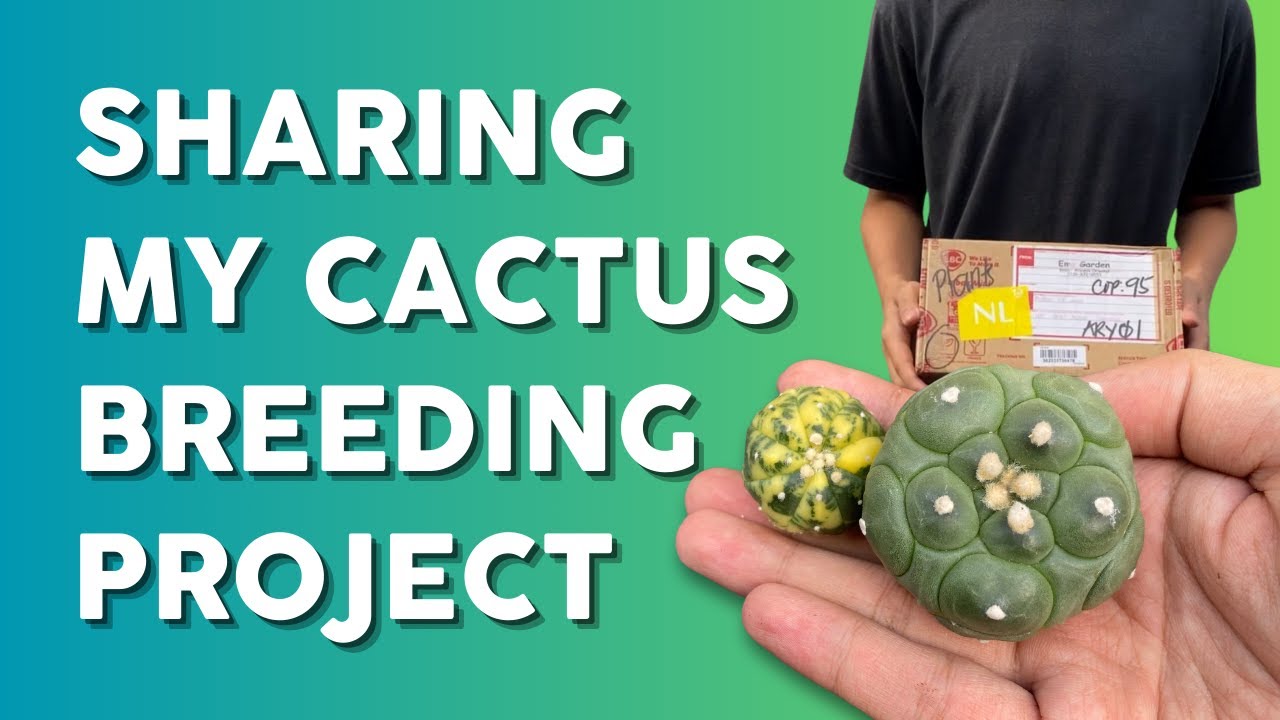 Unboxing Astrophytum & Sharing My Cactus Breeding Project | My Last ...