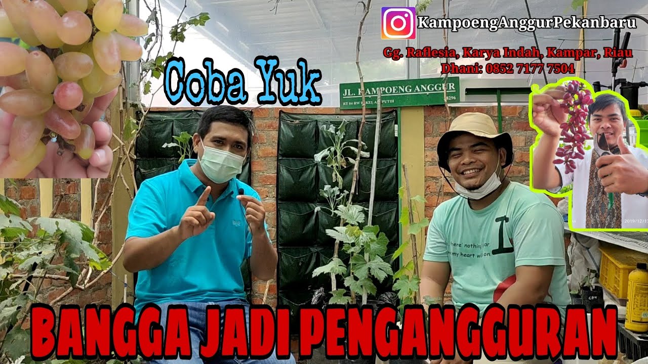 BUDIDAYA ANGGUR IMPORT PEKANBARU - Ternyata Bisa - Coba Yuk - YouTube