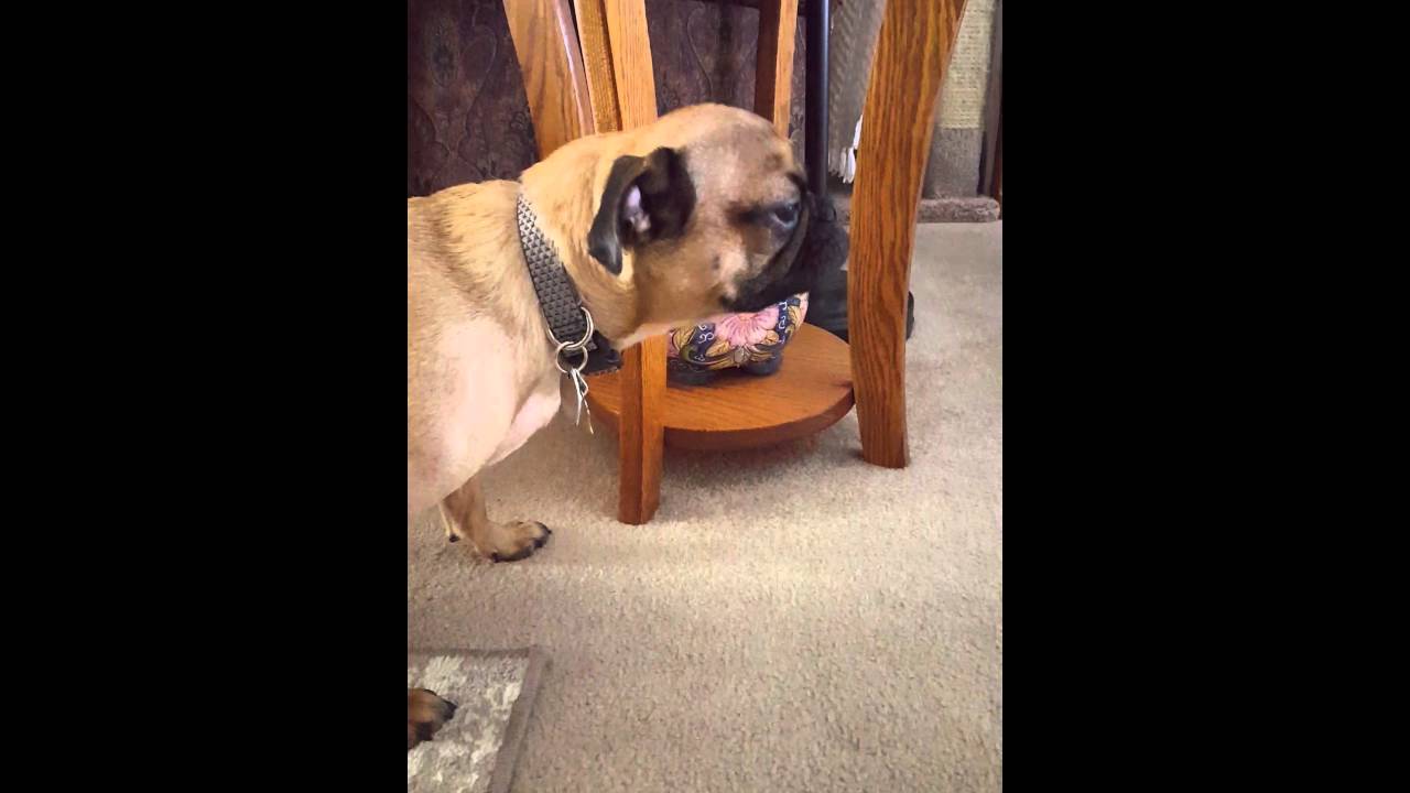 Pug reverse sneezing - YouTube