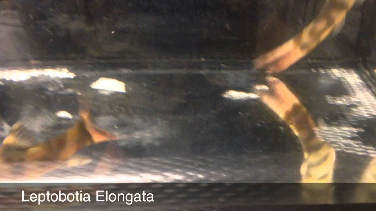 Leptobotia Elongata - YouTube