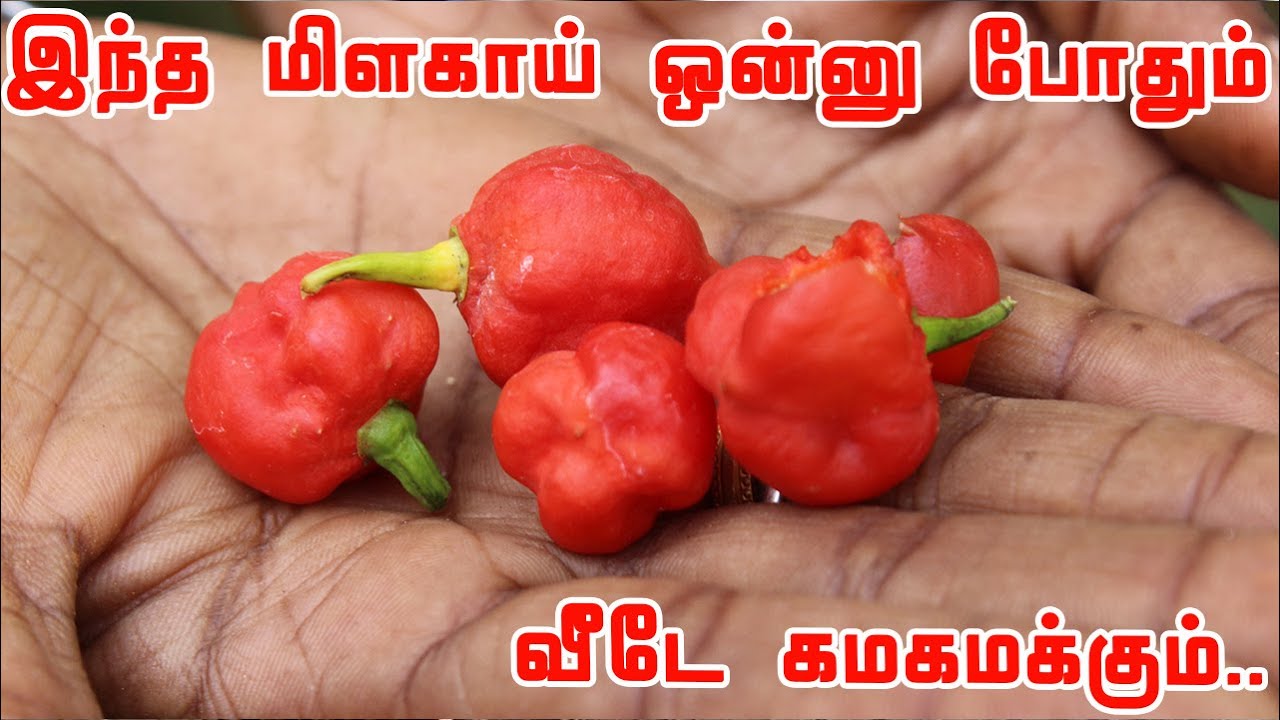 கமகமக்கும் நெய் மிளகாய் | Chilli which has Natural Ghee smell ...