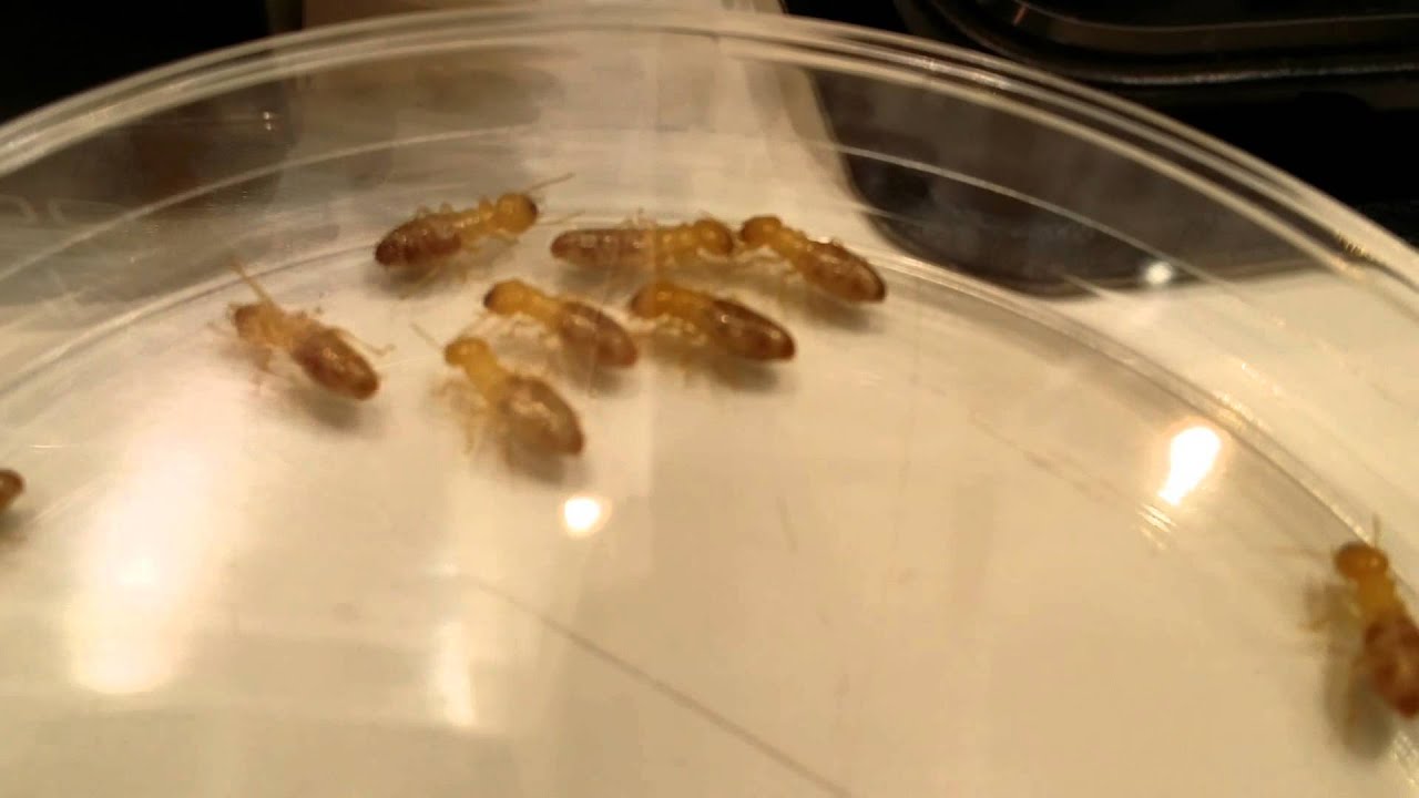 Yakoshima Termites and Symbionts - YouTube