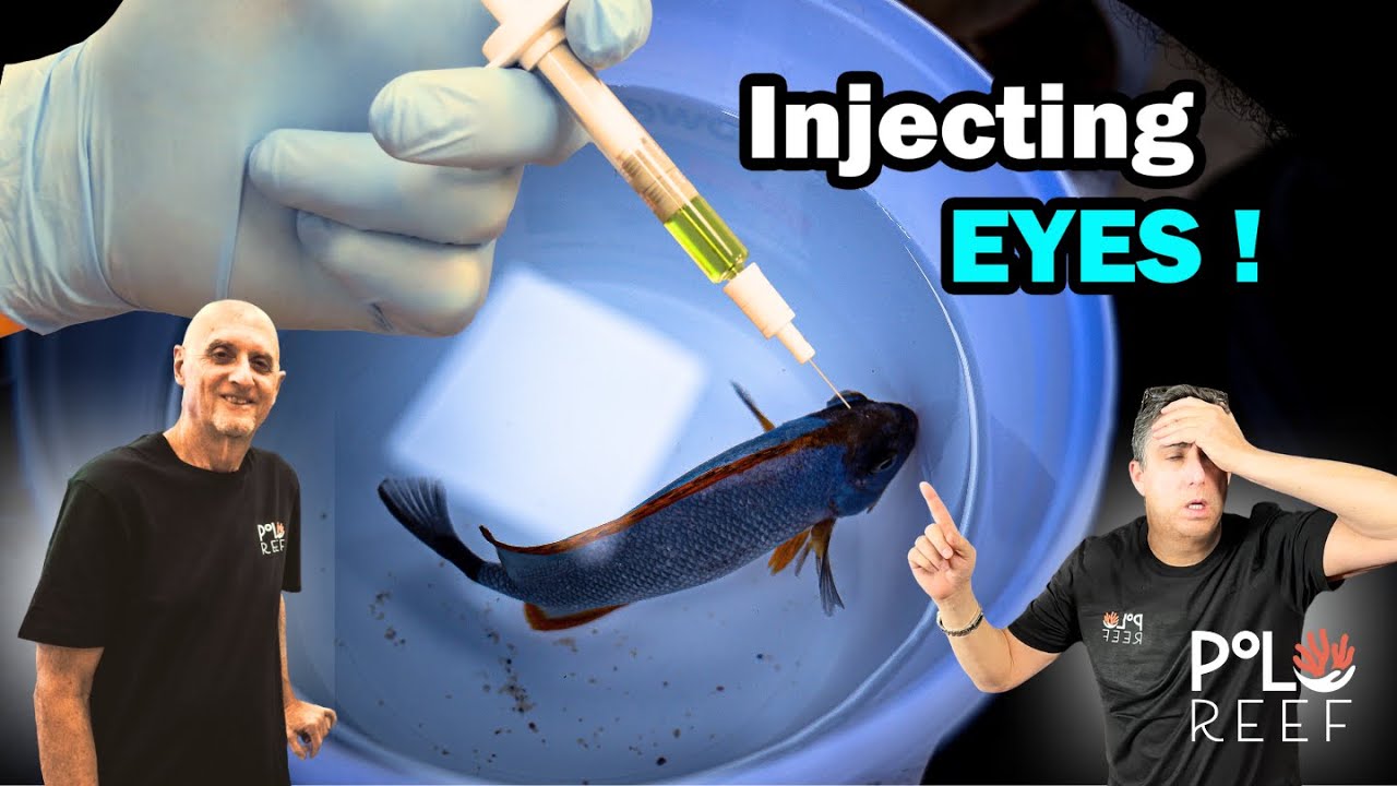 Vet scientist plunges needles in fish eyes - YouTube