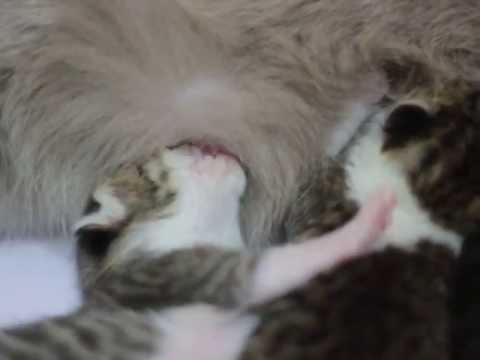 Süt Emen Yavru Kedi