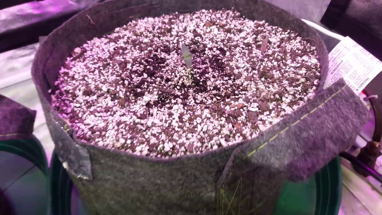 Autoflower Grow Update [Creme Bubbly, Grape Walker Kush, Sour Alien ...