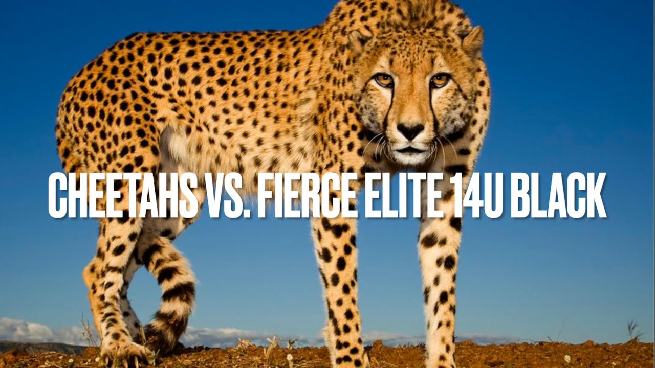 Cheetahs vs. Fierce Elite 14U Black - YouTube