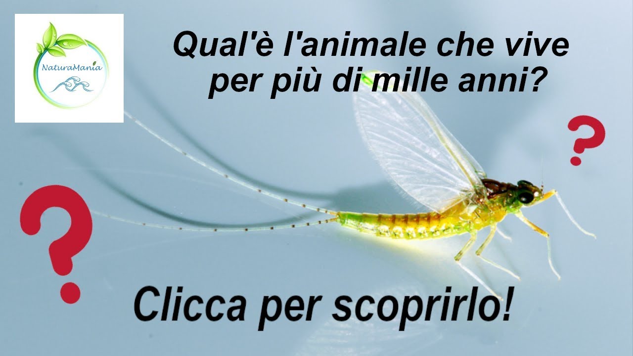 Sapete quale animale VIVE MENO di un GIORNO? CLICCA per scoprirlo ...