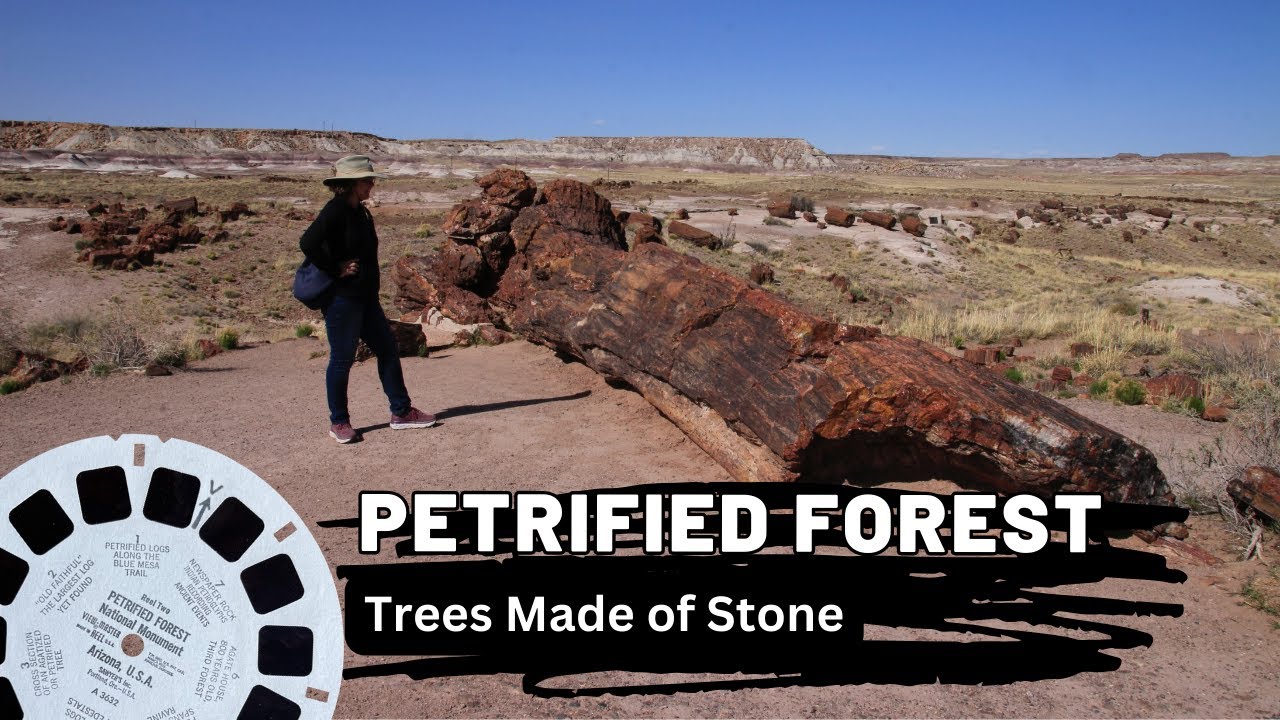 The Story of America's Fight to Protect The Petrified Forest - YouTube