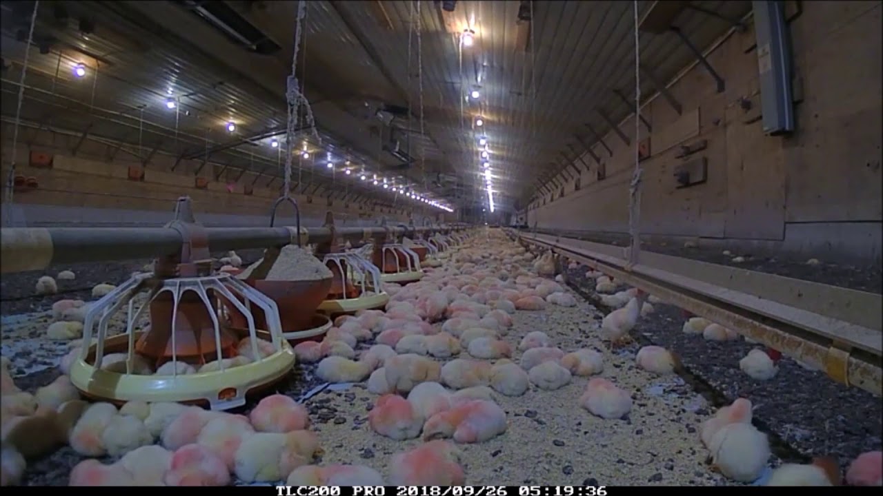 chick cyclic activity - YouTube