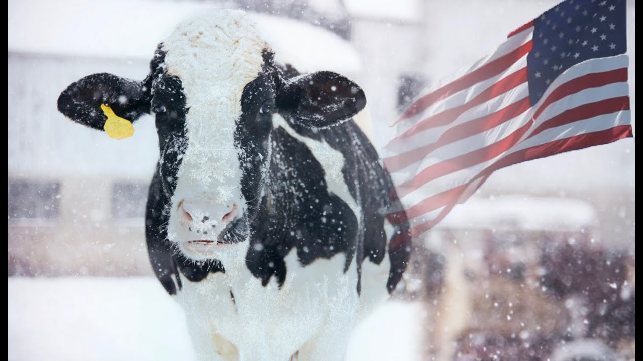 COW FROZEN TO DEATH!? the AMERICAN DAIRY INDUSTRY - The Hoof GP - YouTube