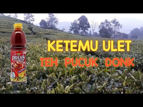 TEMPAT ULET TEH PUCUK 😁 PUCUK PUCUK II BANDUNG 😁 - YouTube