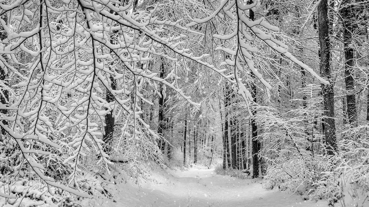 Sound of Light Wind Breeze and Falling Snow in Forest / Relaxing ...