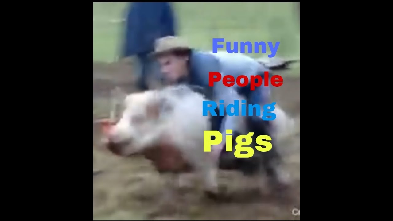 Funny people Riding pigs - YouTube