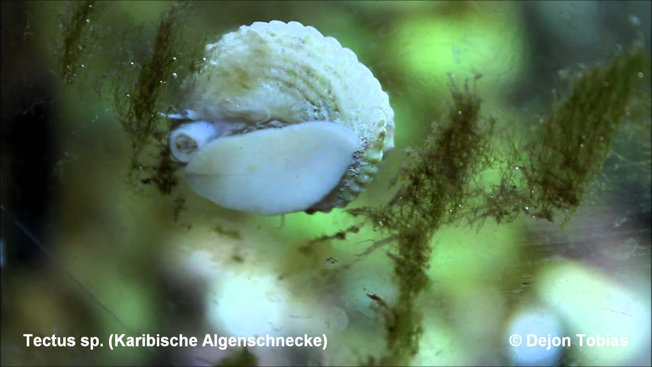 Tectus sp - YouTube
