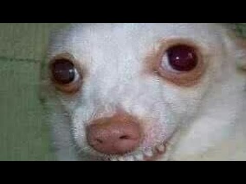 ANIMAIS MUITO ENGRAÇADOS - YouTube