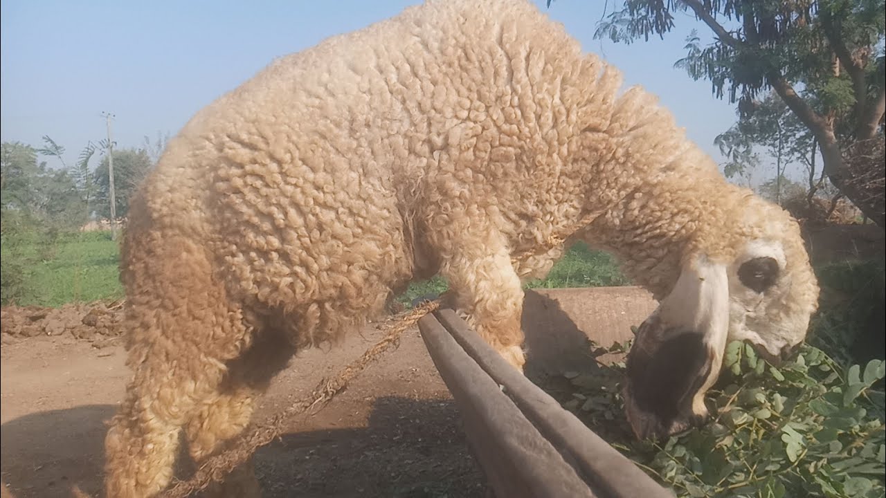 most beautiful and interesting sheep - YouTube