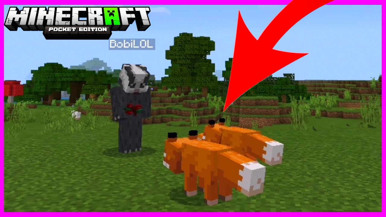 🦊Como domesticar un Zorro en Minecraft PE - YouTube