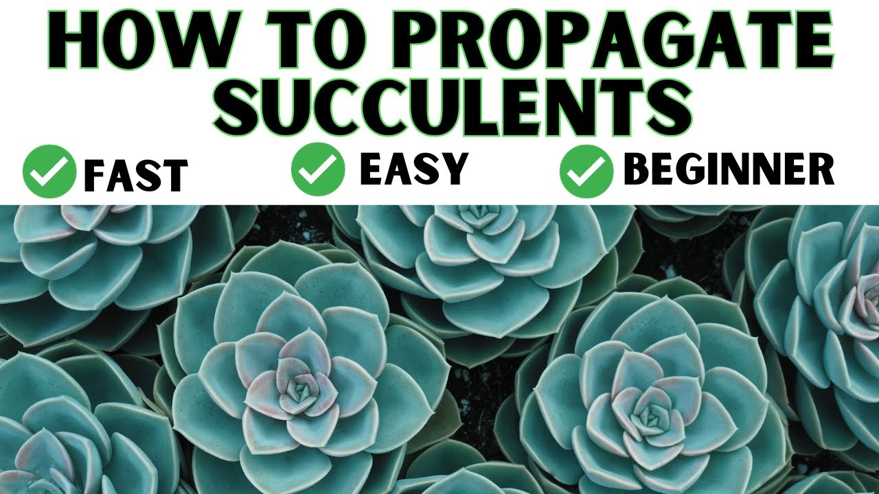 How To Easily Propagate Succulents From Leaves || Cuttings || Offsets ...