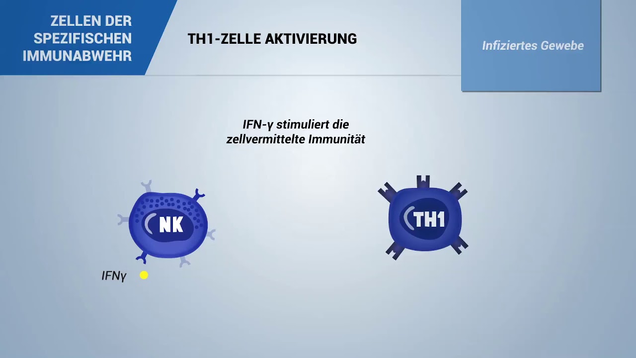 T-Helferzellen 1 - YouTube