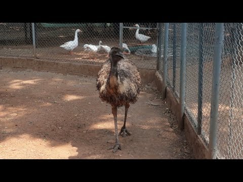 Emu at Planet Earth Aquarium Mysore - YouTube