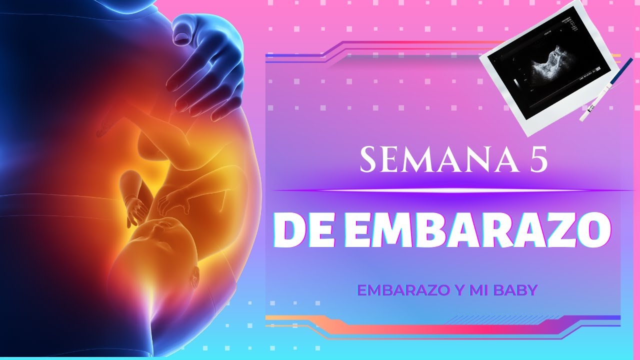 quinta semana de embarazo |embarazo semana a semana | desarrollo de tu ...
