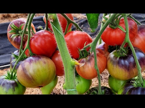 Три в одном. Красота, урожайность и вкус.  Томат  \