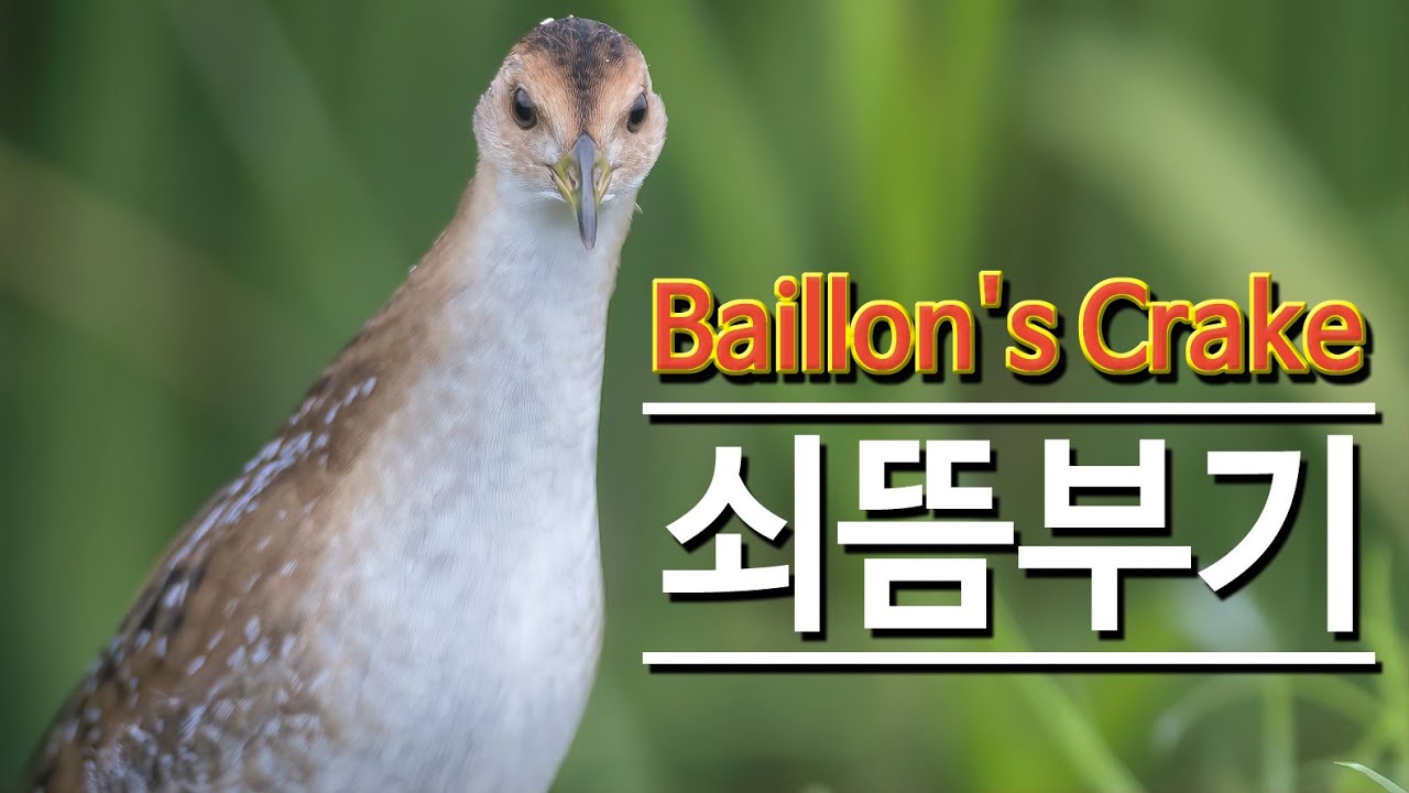 Baillon's Crake 쇠뜸부기 최종 - YouTube