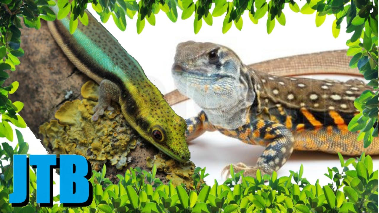 5 Stunning Lizards YOU Can Own! - YouTube