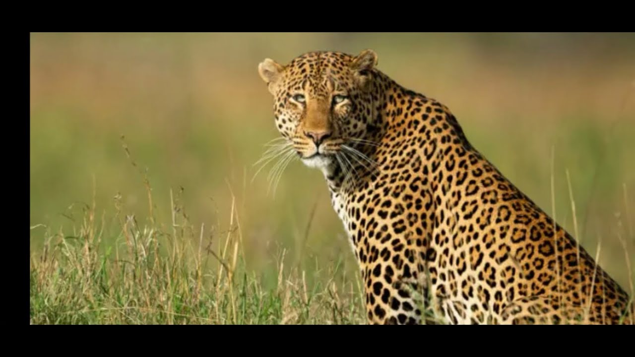 Disneynature’s The Leopard Queen| Official Trailer - YouTube