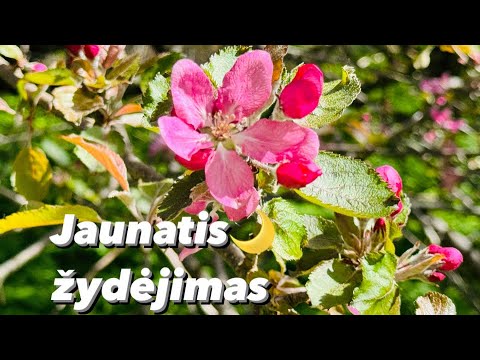 MĖNULIO JAUNATIS 🌙jautyje #taro @austravaisiunaite - YouTube