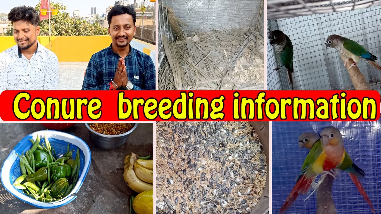 Provide breeding boxes to my Two pair Conure pair|| Conure Full ...
