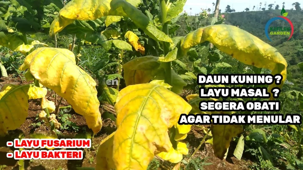 Cara Mudah Mengatasi Daun Kuning Pada Tanaman / Cara Mengatasi Daun ...