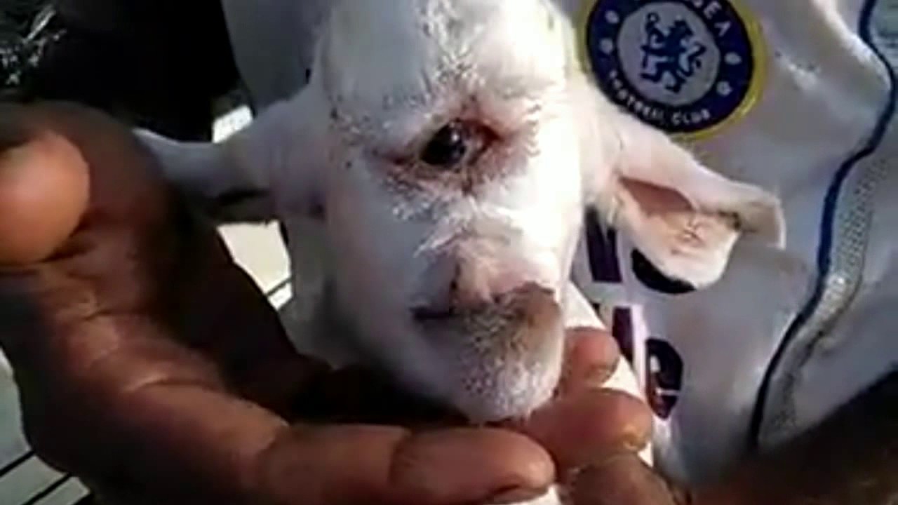 വിശ്വാസിച്ചാലും ഇല്ലെങ്കിലും - ഒറ്റ കണ്ണുള്ള ആട് ! One Eyed sheep ...