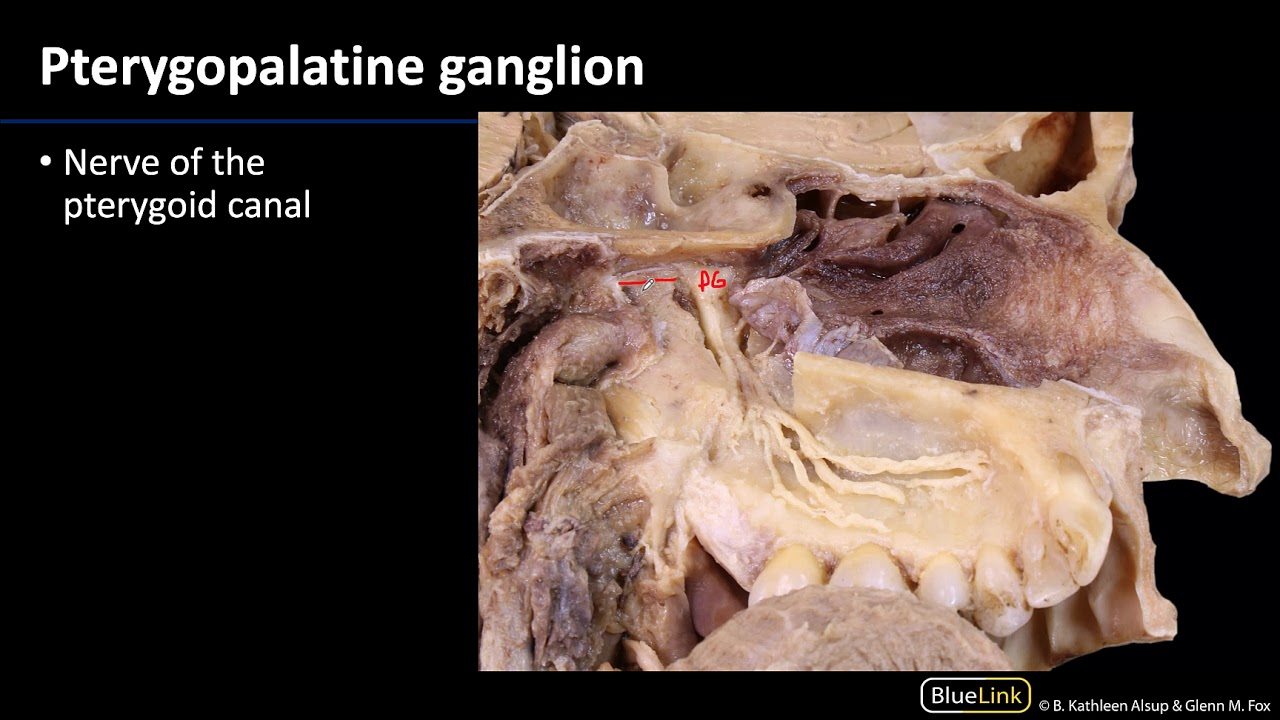 Pterygopalatine Fossa and Palate - Nerves - YouTube