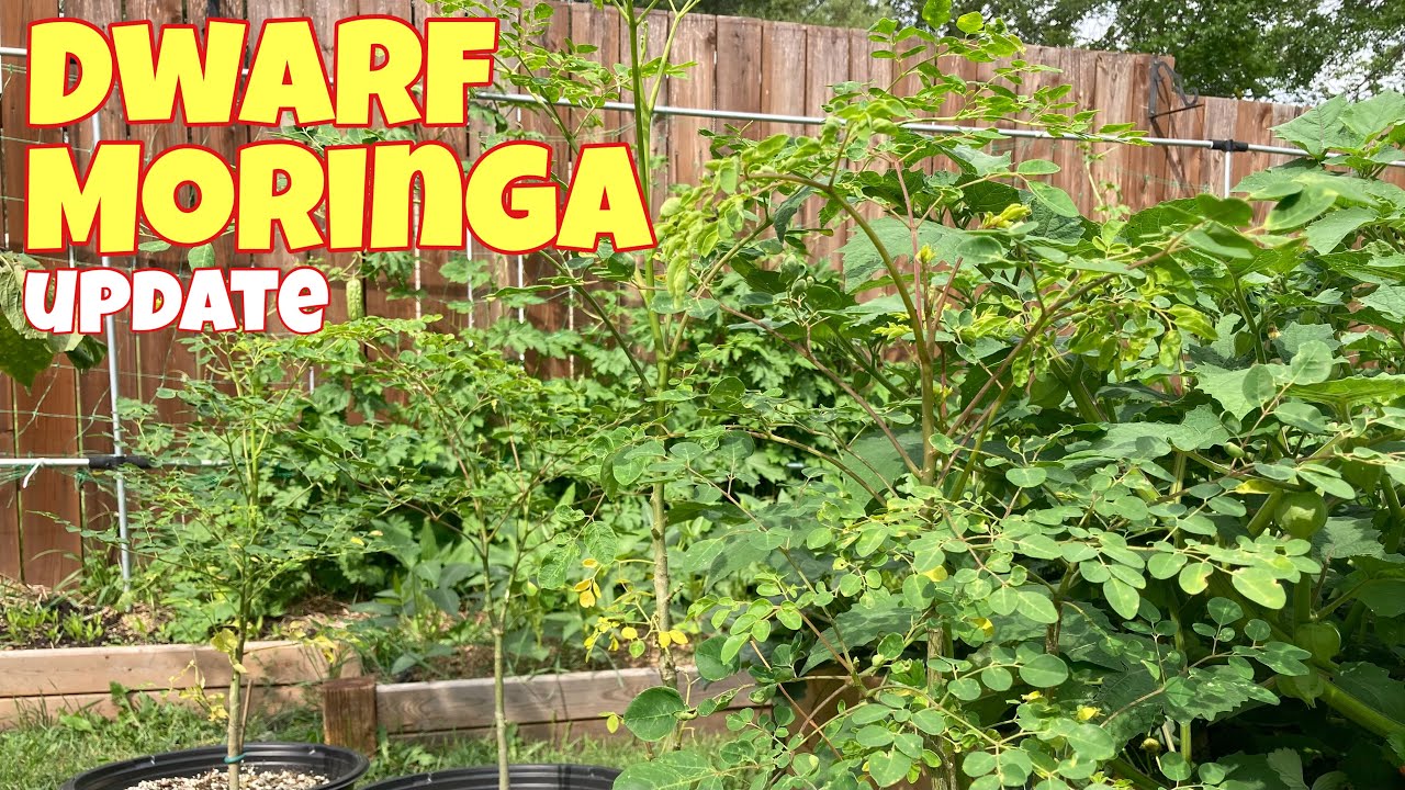 Dwarf Moringa (malunggay) update | zone 3 Manitoba Canada - YouTube