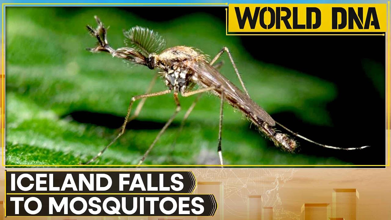 Scientists Stunned: Mosquitoes Found In Iceland For The First Time ...