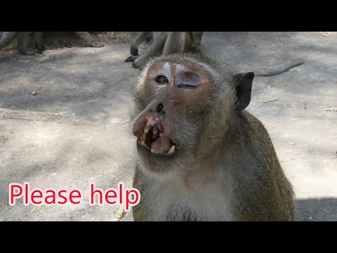 Sad monkey 😭 Suffering from blindness, paralysis of the legs and lack of food, eating very thin body