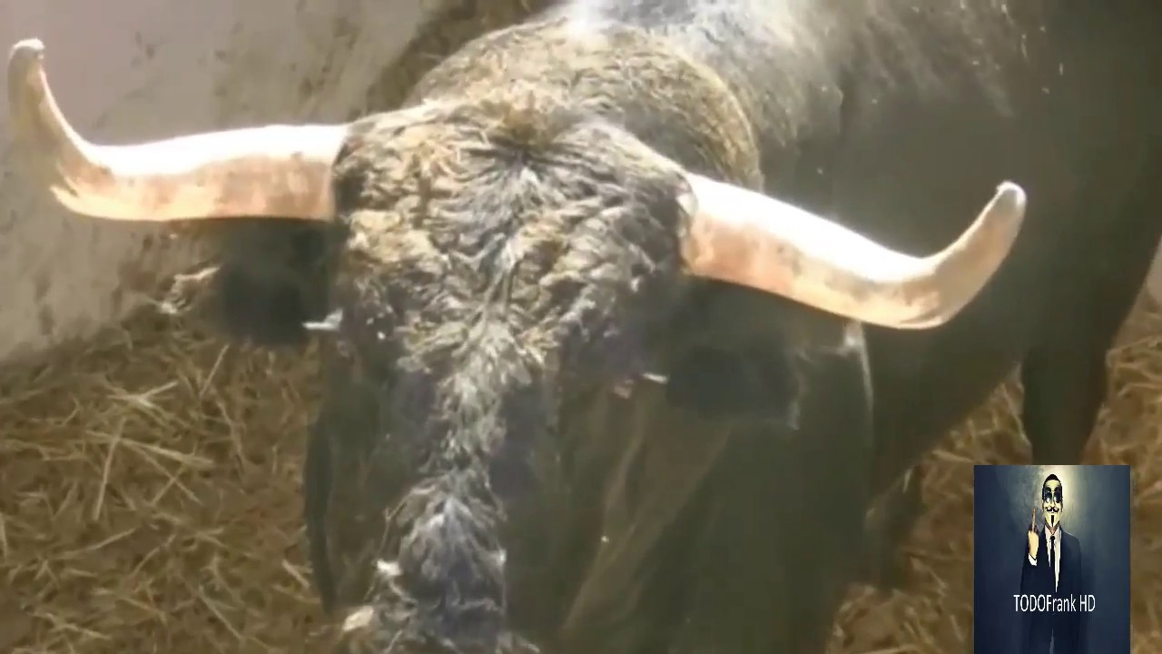 VIDEOS DE TOROS PARTE 3 - YouTube