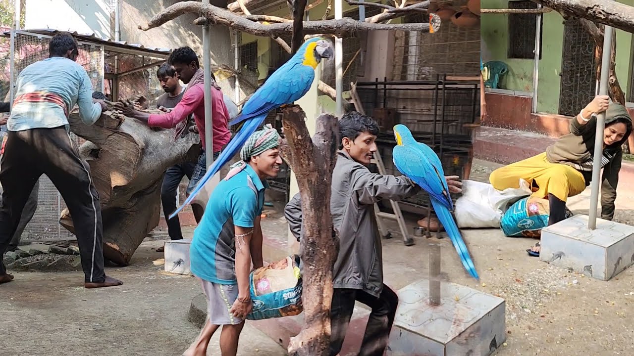 Right Thing To Do For A Bird Parrot Farm / Chandra Fell While Working ...