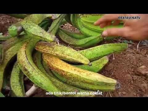 CIRI-CIRI PISANG TANDUK SIAP PANEN - YouTube