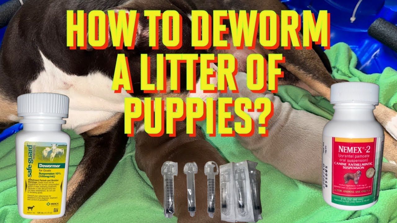 HOW TO DEWORM A PUPPY? 2-Week-Old American Bully Puppies | American ...