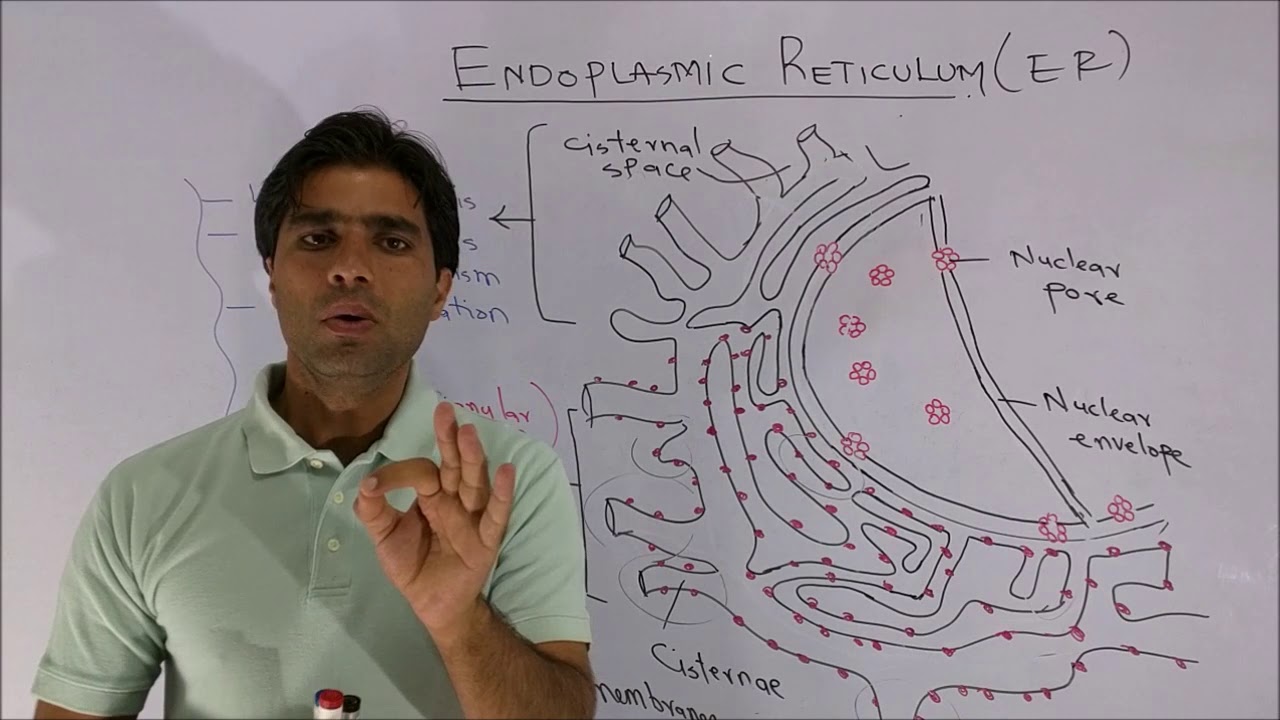 Endoplasmic Reticulum YouTube endoplasmic-reticulum-youtube