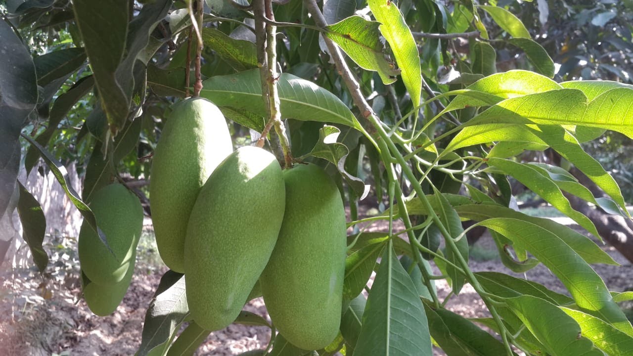 Mango Dassehri packaging to export - YouTube