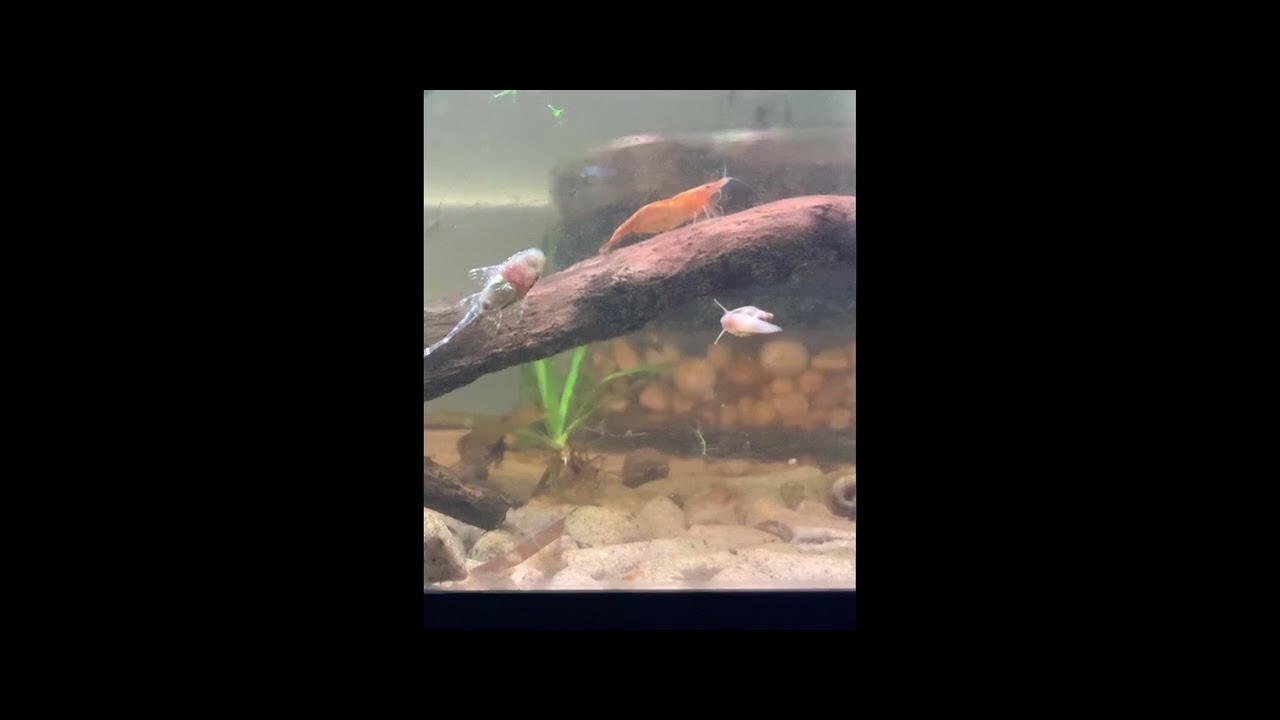 Update On Baby Bristlenose Pleco’s @Only Oscars - YouTube