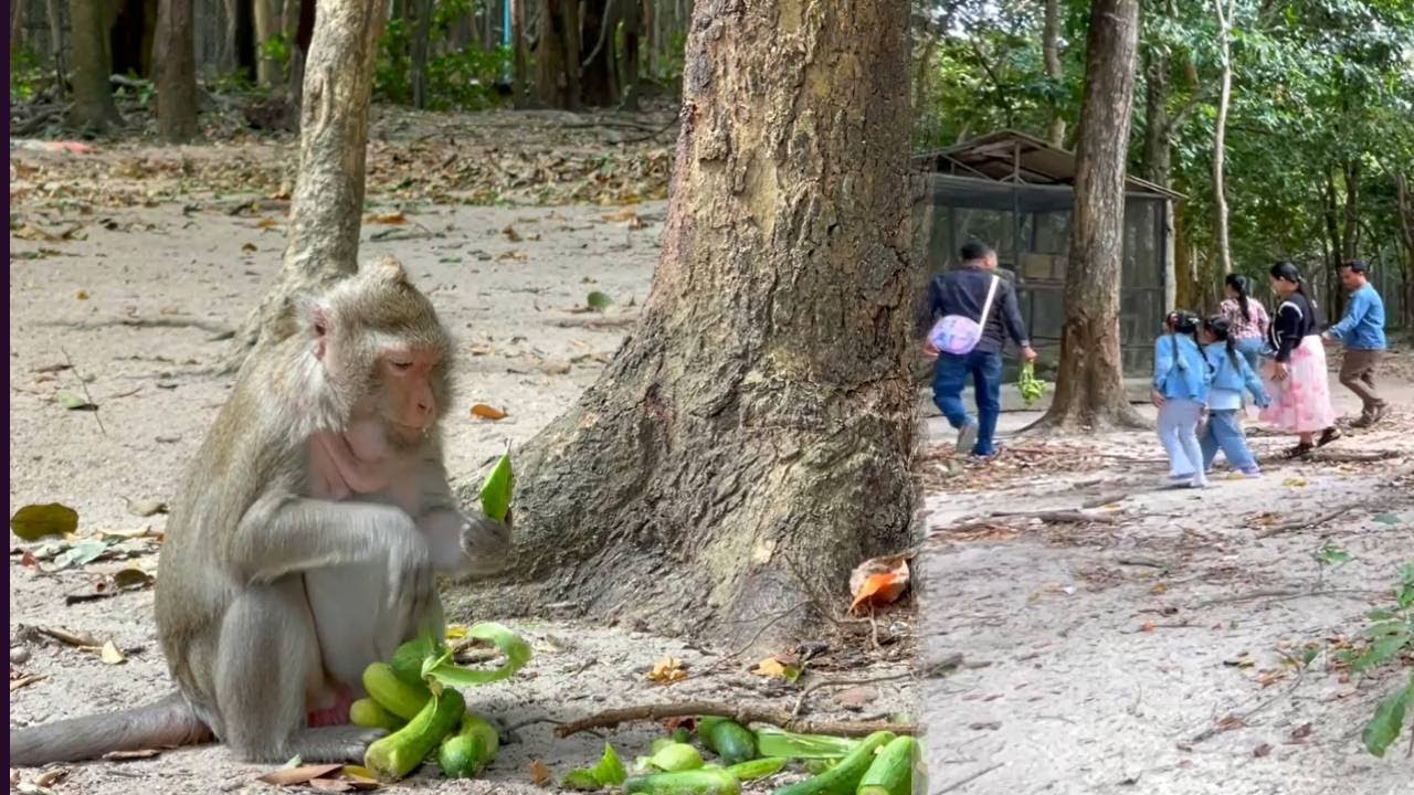 People give monkey food , They look happy when eating | Mountain Monkey ...