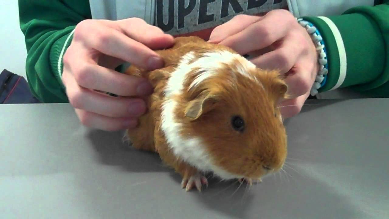 Guinea Pig Health Check - YouTube