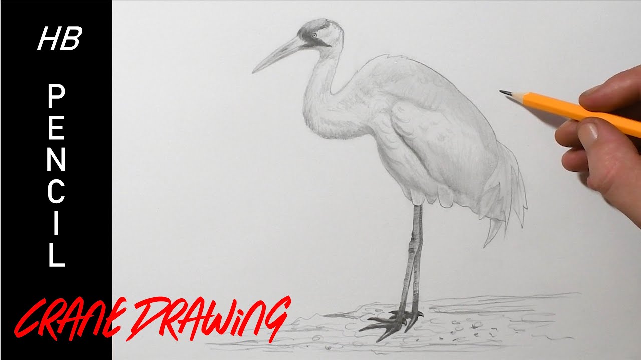 How to Draw a Crane | Pencil Drawing for Beginners - YouTube