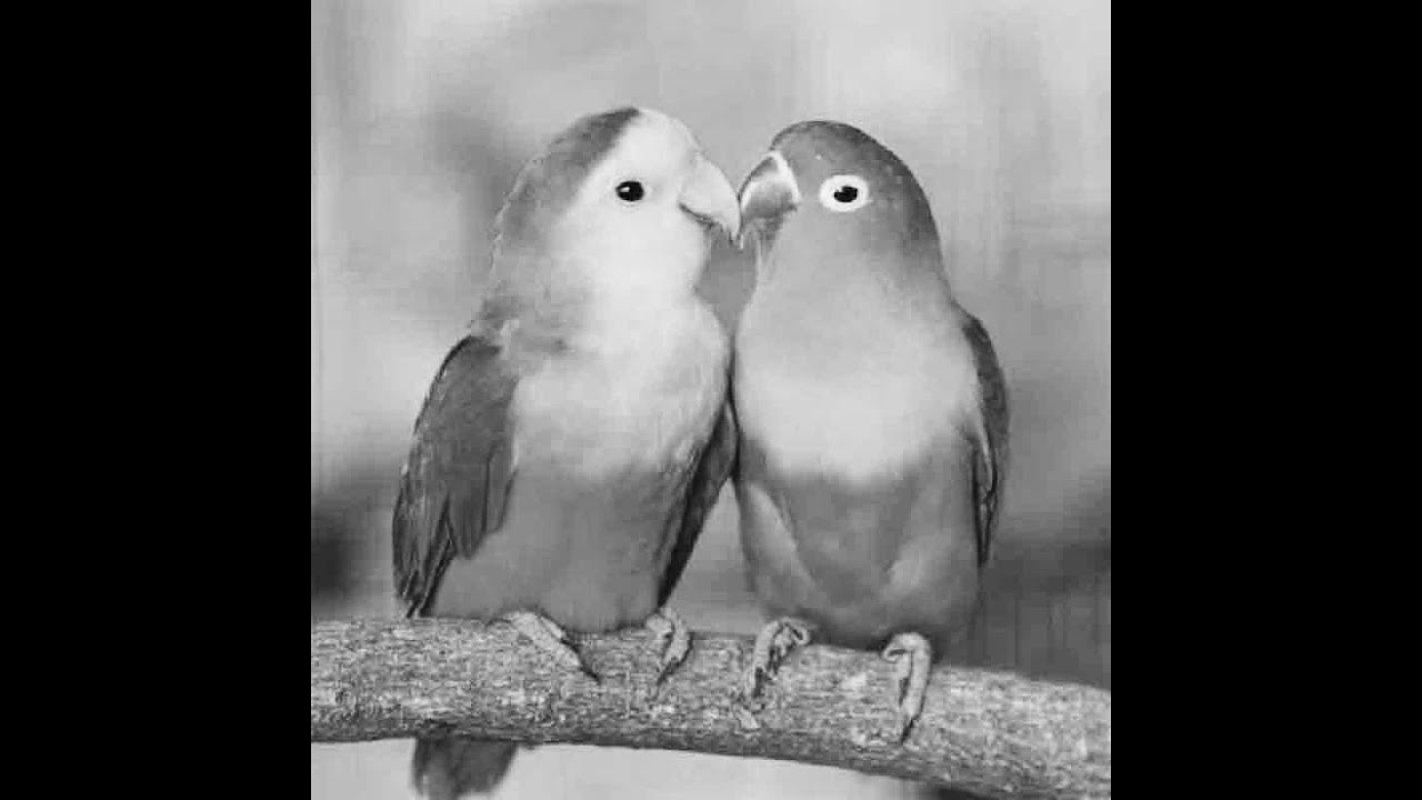 Parrot Couple Tutorial/Drawing/Shading/ Sketching/How to Draw Parrot ...