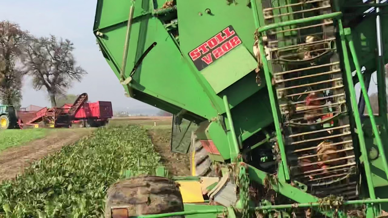 Stoll V202 Futterrüben 2019 - YouTube