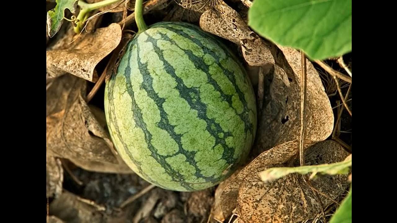 Week 6 - Why do plants give us fruit - YouTube